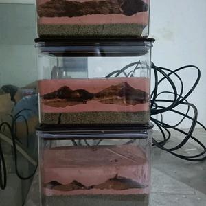 乙木蚂蚁 