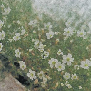 敲你个小脑瓜 