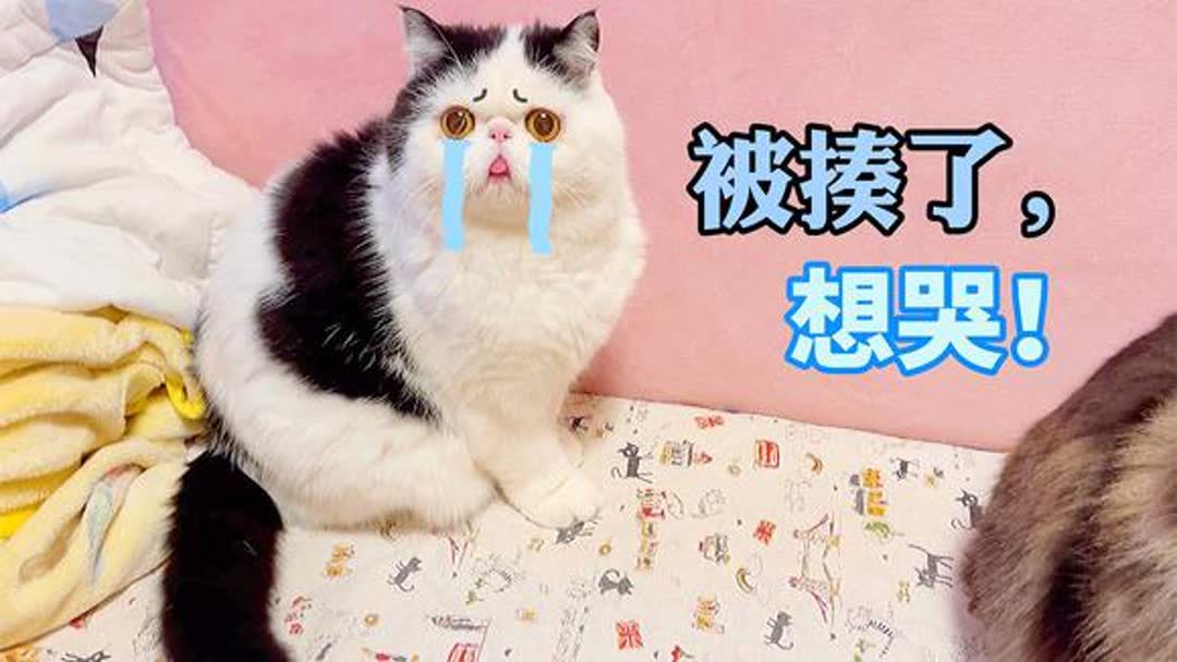 猫咪被打找主人告状,委屈的快哭了,真是又心疼又好笑