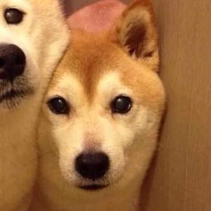 互联网电影爱好者 