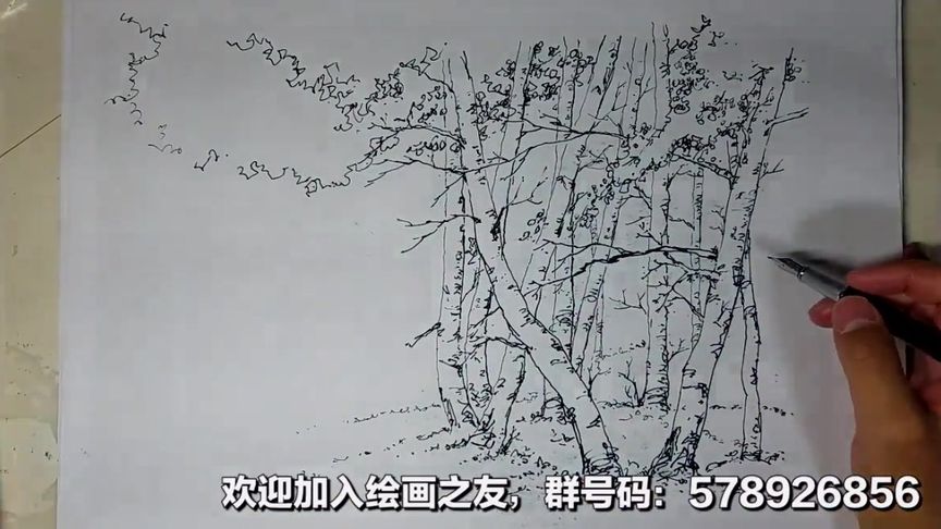基础钢笔画教程,白桦林的画法想