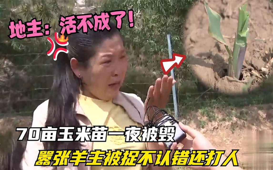 羊群一晚啃食70亩玉米苗,被抓现行羊主不认错,还将地主一顿暴打