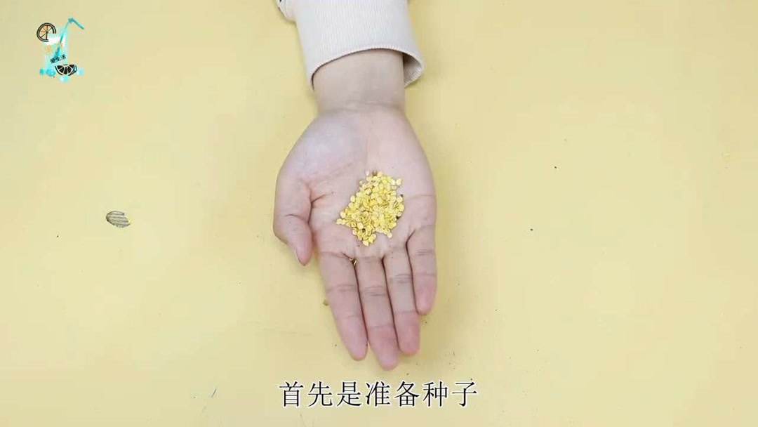 种辣椒,切记不要浇清水!老菜农教我种植技巧,辣椒结的挂满枝