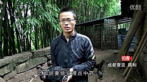 【拍客】90后大学生诚信养"二维码土鸡" 保证绿色健康