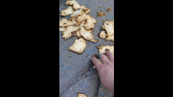 广西云南金毛狗脊鸡血藤用来切片和脱毛机机器