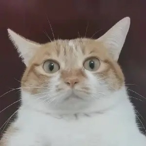 生化环材退役选手 