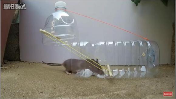 生活小窍门-自制简易捕鼠器,好玩又实用