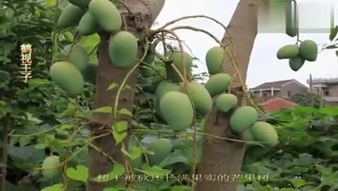 树干被砍还长满果实的芒果树