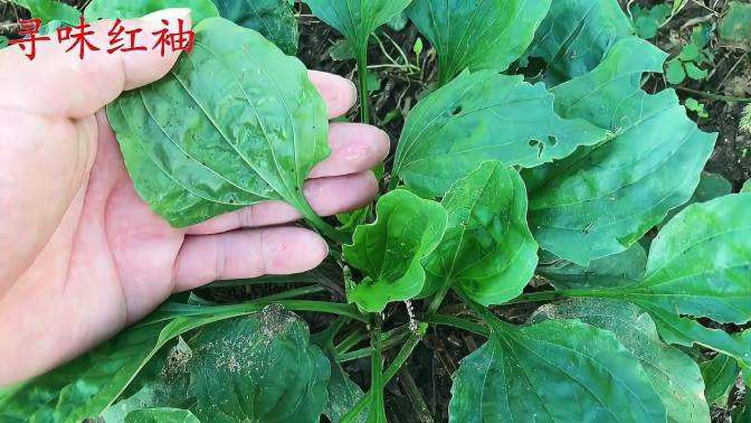 车前草不是"草",煮水价值高,它的用途好多人还不知道?