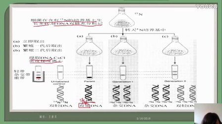 DNA半保留复制实验证明的分析5
