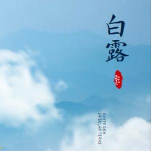 直爽金桔DO 