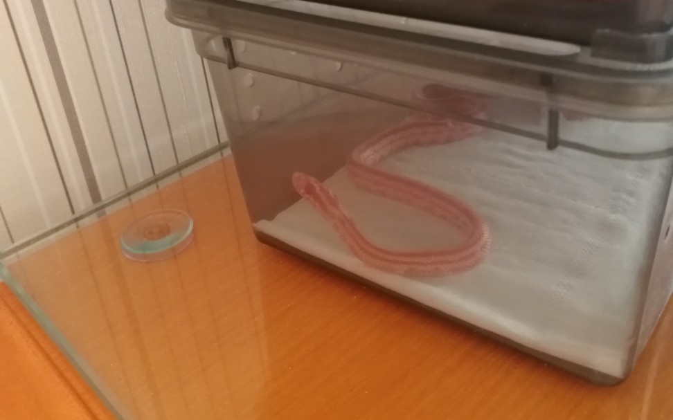 【玉米蛇喂食】萌翻了!这么经典的捕食视频你确定不进来看见吗