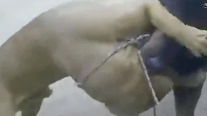藏獒大战比特犬,全程碾压