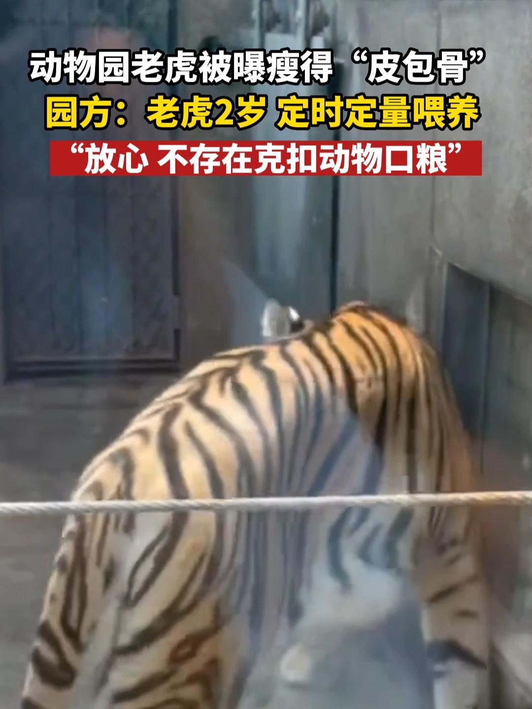 9月30日(采访时间),陕西西安,#动物园回应老虎瘦得皮包骨老:虎2岁,...