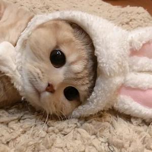 猫兔朵朵 