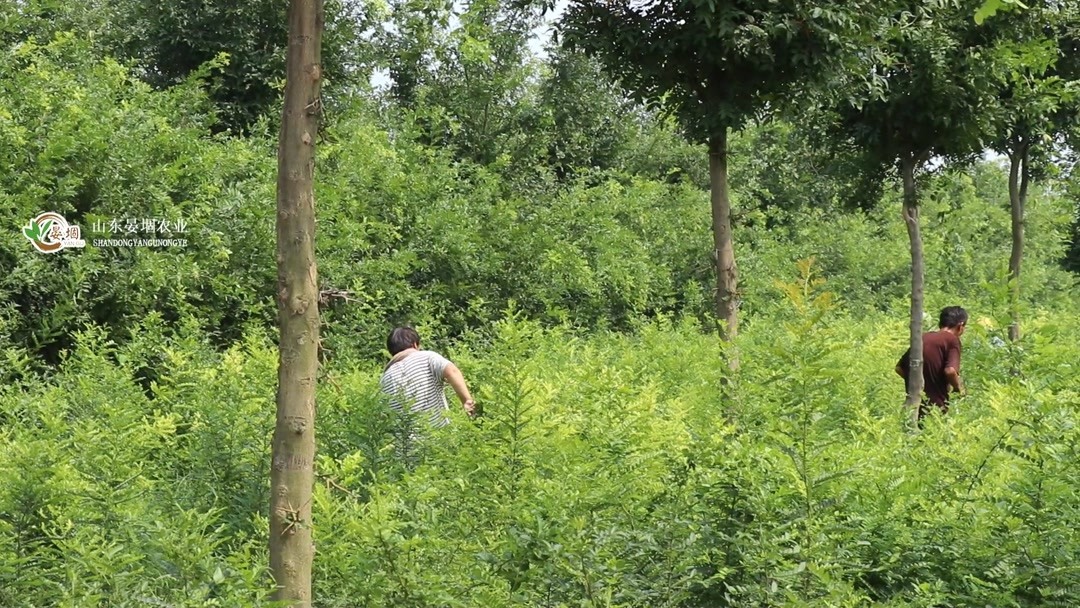 农村种植这些树木,非常合适,经济效益还很不错