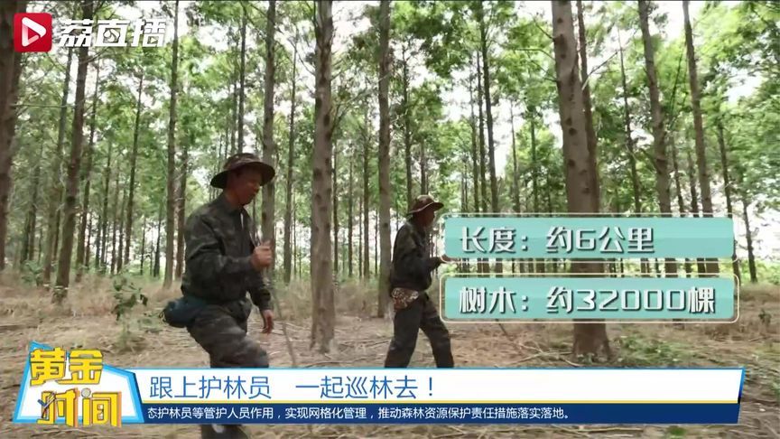 在森林公园当护林员是什么体验?│黄金时间