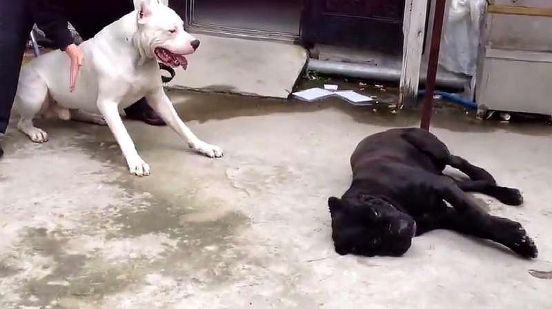 面对更加凶猛的杜高犬,卡斯罗一触即溃,趴在地上就不敢起来了