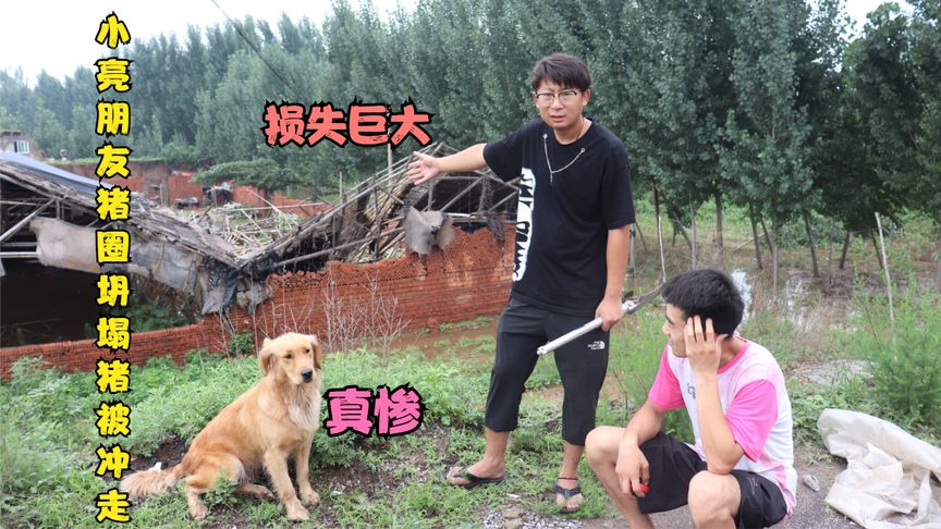 朋友的猪场被大水淹了猪也全冲走了,小亮带金毛去看望他,真可怜