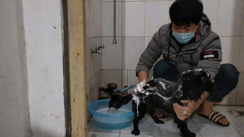 第一次给宠物狗洗澡,不知道洗的方式对不对,但觉得挺好玩的