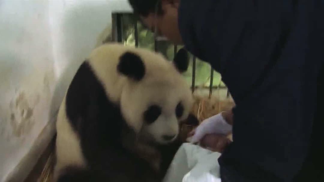 熊猫育儿室大熊猫顺利产崽,原来刚出生的熊猫长这样,反差真大