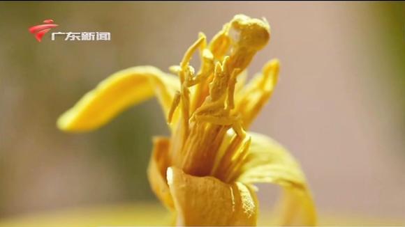 农民年收入翻十倍!村民种出这种水果 因地制宜脱贫攻坚