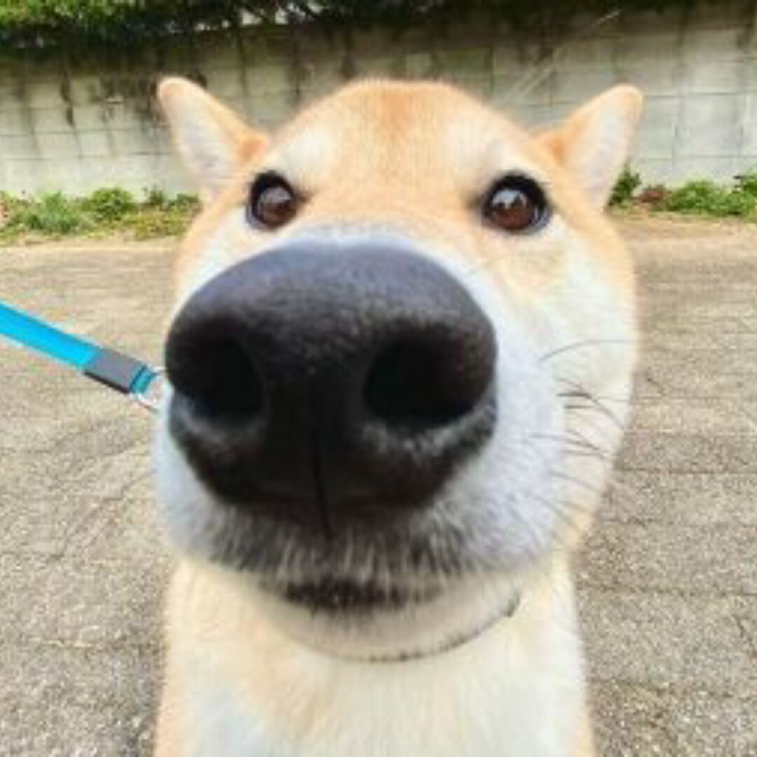弹簧---屑牛马 