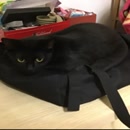 爱吃水果的主父子珍 