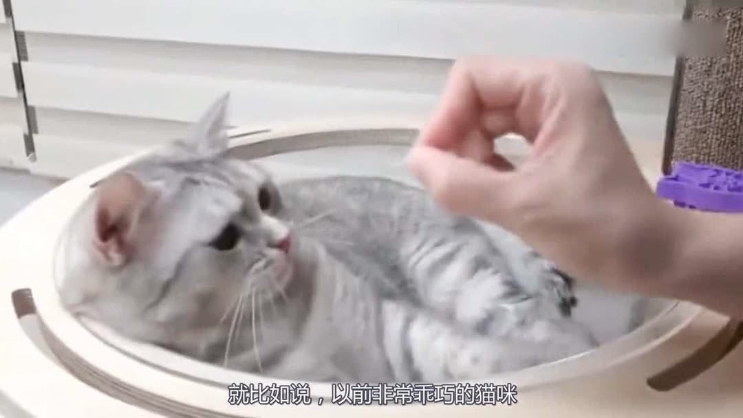 猫咪也是害怕孤独?当它有下面4个表现的时候,你就要多陪陪它了