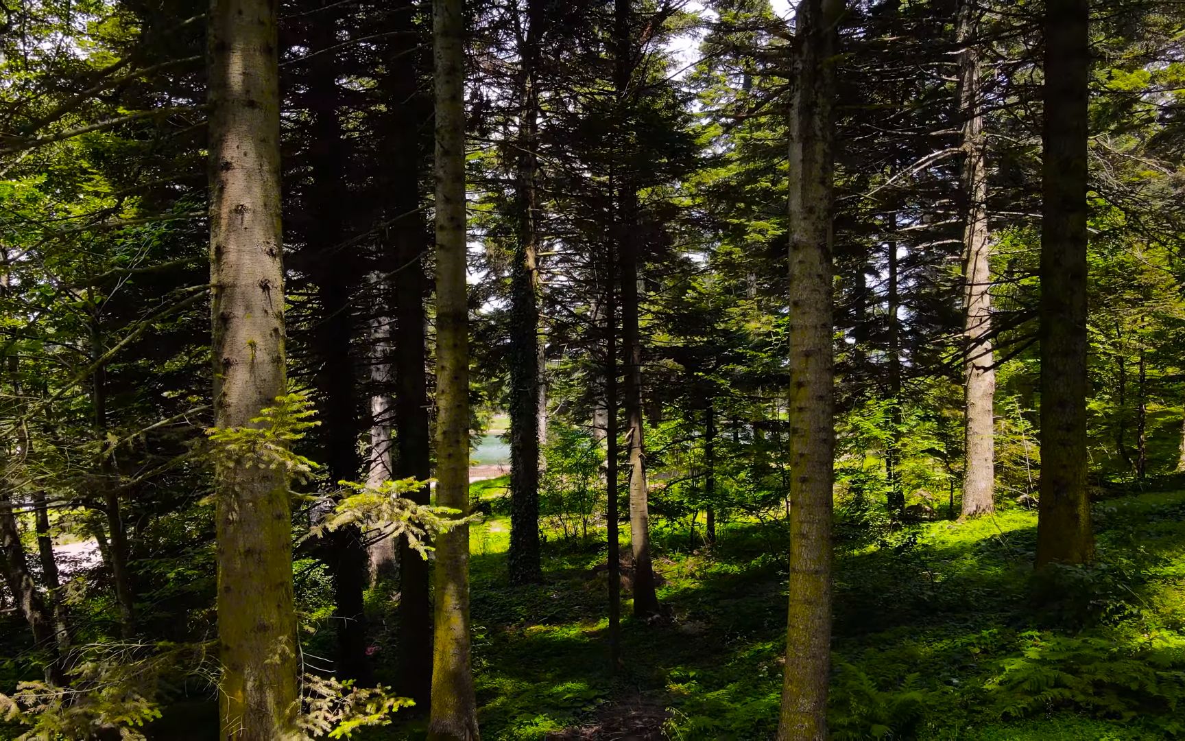 8K视频惊人森林