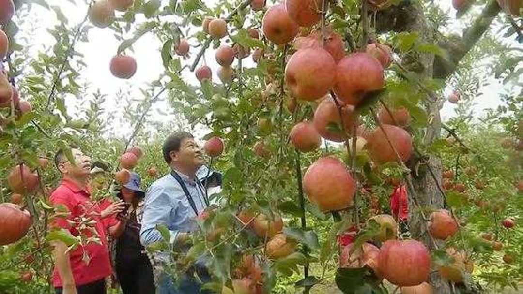 严格的修剪,精细的管理,一起看看日本的果园管理模式!