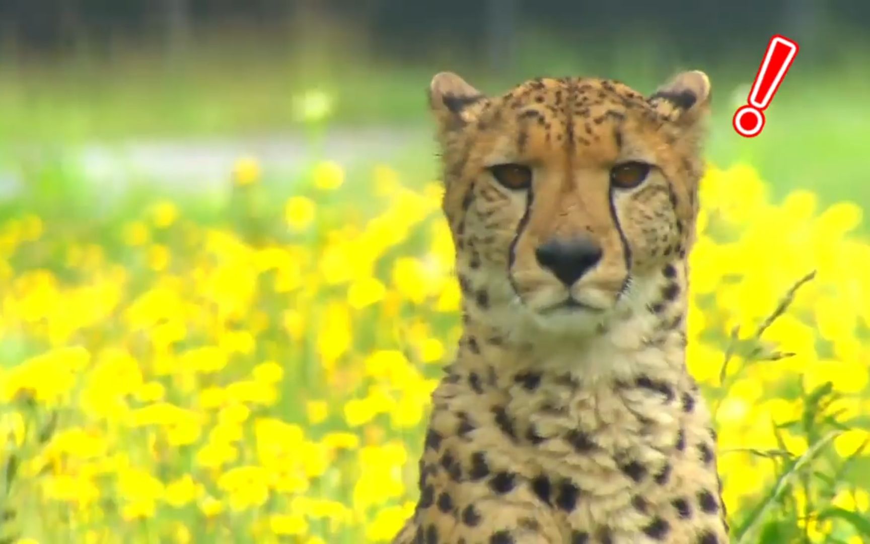 红色特大感叹号