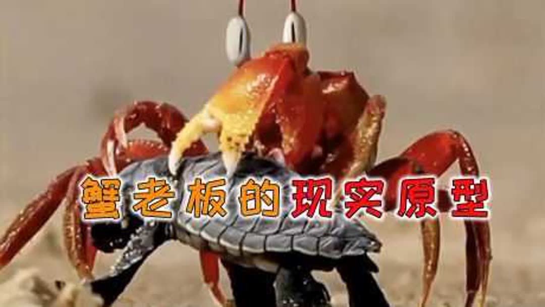 海绵宝宝的现实原型,蟹老板的原型是沙蟹,简直一模一样.mp4