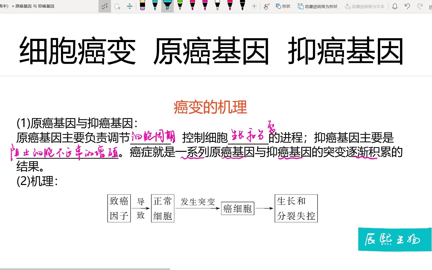 【高中生物】必修一|细胞癌变——原癌基因、抑癌基因