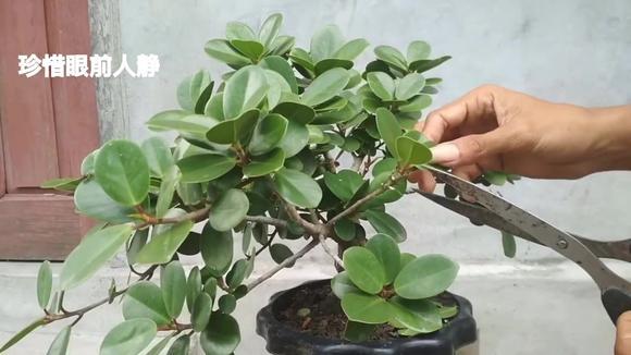 榕树盆景蟠扎修剪前后对比,差别巨大,师傅教你这样造型更精致!