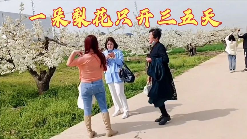 今天带你们看看梨树开花了,花期只有三五天,游客纷纷拍照留念。