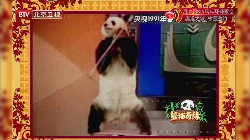 熊猫奇缘:上过春晚表演杂技的熊猫,如今36了,是现存年纪最大了