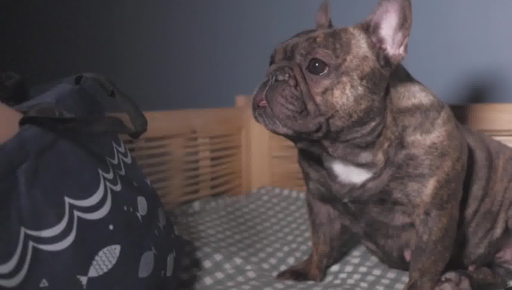 感受一下打工狗的一天,相信你也会爱上这种生活