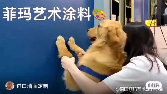 德国߇�߇�菲码艺术涂料硬度测试