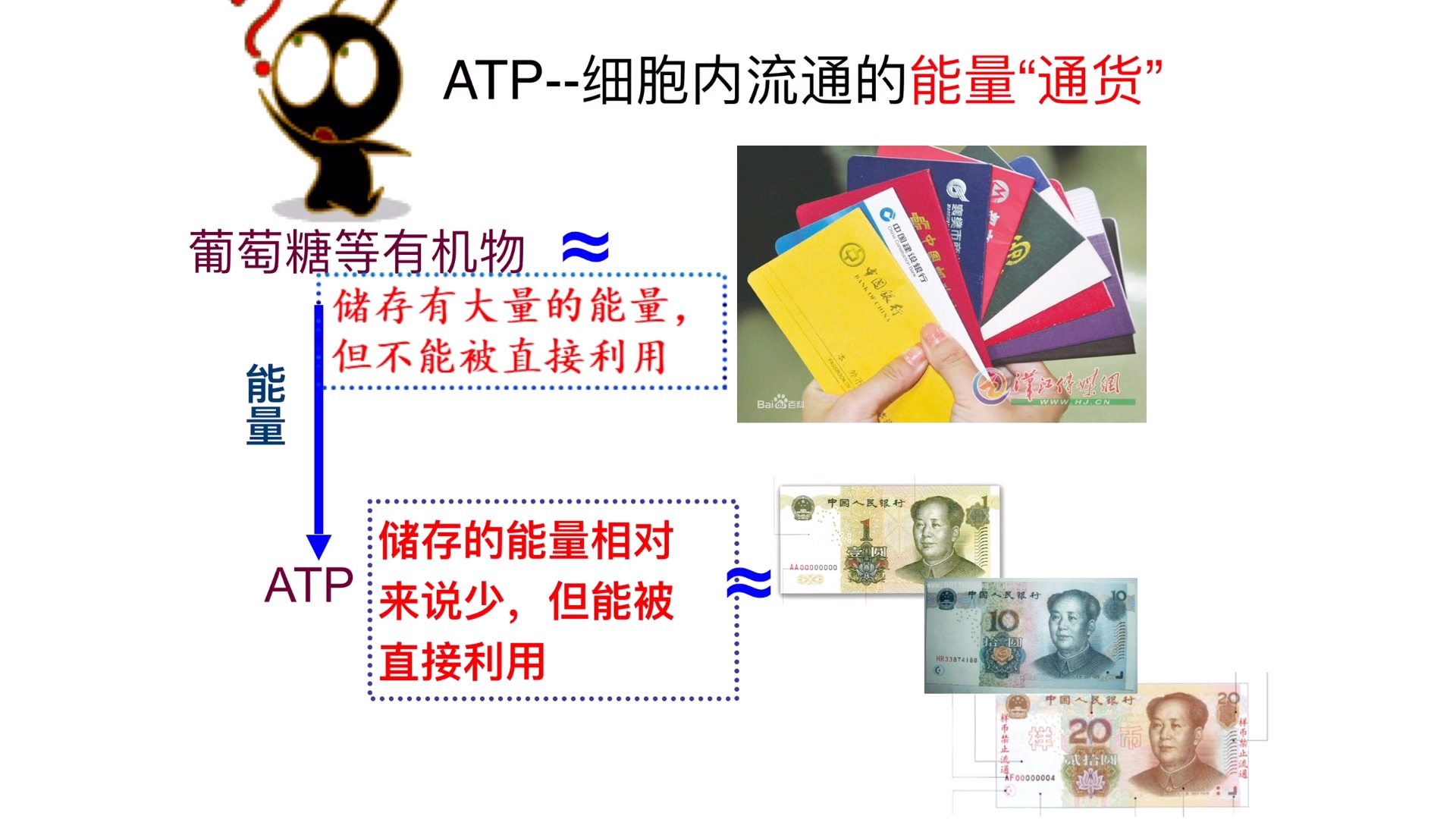 川师生科微课堂-《ATPADP的相互转化》