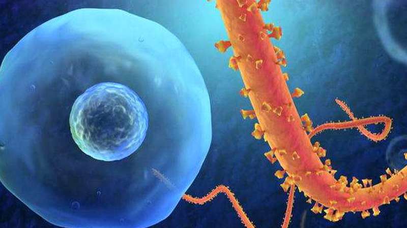 地球上最完美的寄生生物,它被称为“人类黑板擦”,威胁人类安全