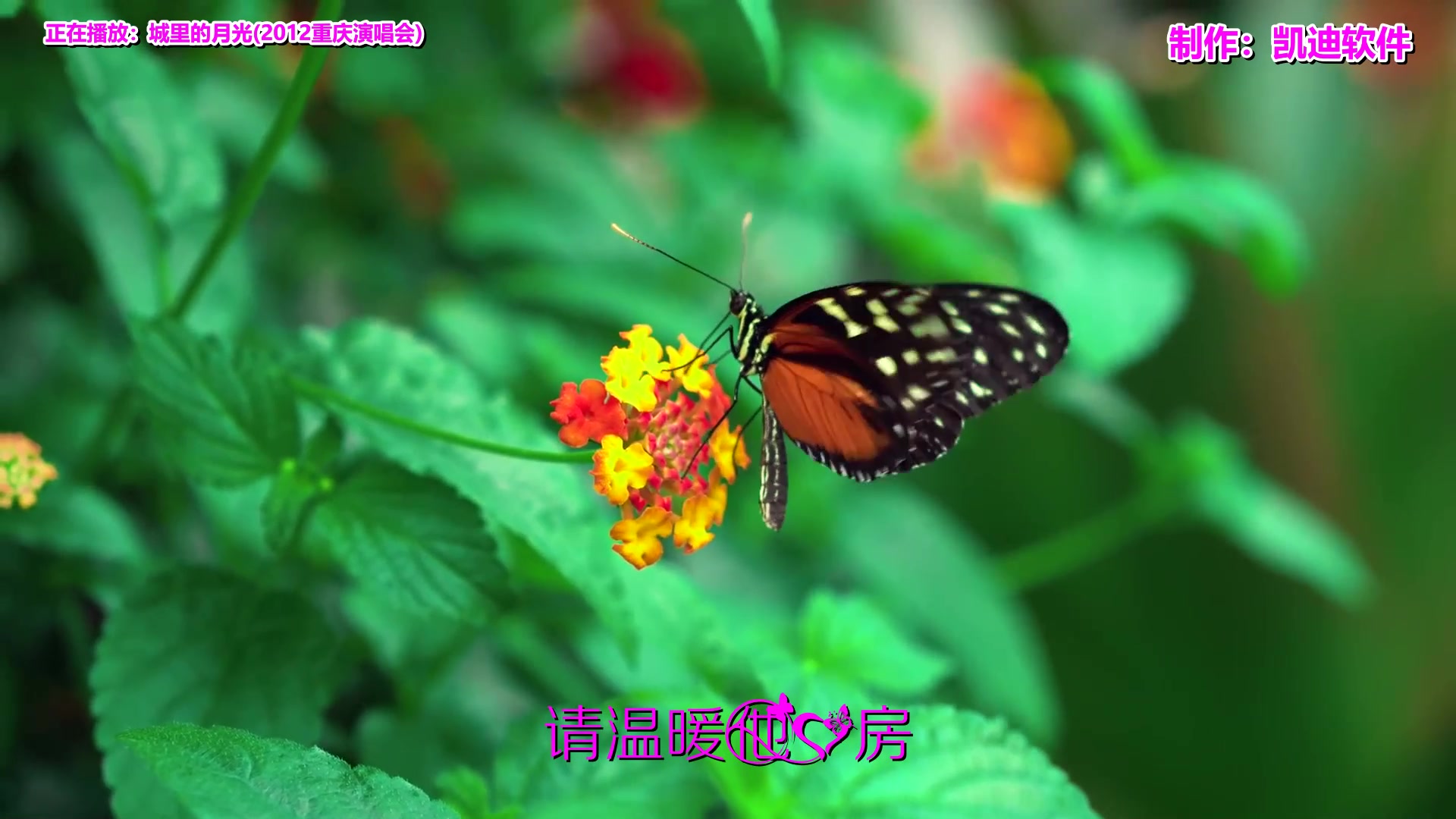 《城里的月光》《情迷心窍(DJcandy广场舞)》欣赏,用什么软件做特效...