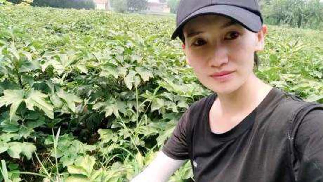 种植需知!牡丹重茬种植危害大
