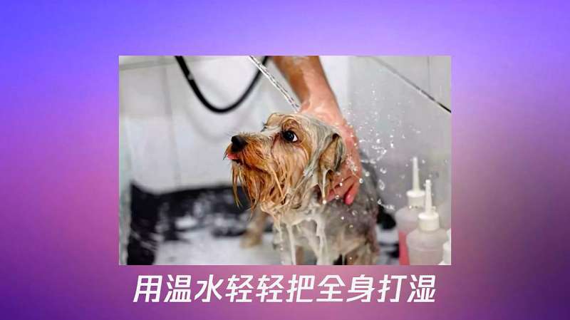 帮狗狗洗澡的9个步骤