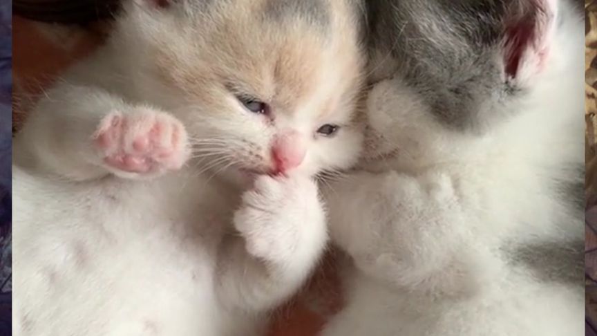 可爱的猫咪撒娇的时候能有多迷人?网友:这样的猫咪我也要!