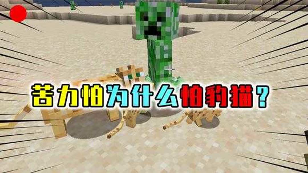 MC苦力怕天敌之谜!苦力怕怕豹猫,原因是看到了自己的样子?