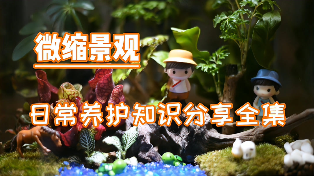 微景观植物日常养护知识分享全集