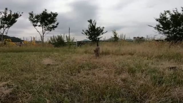 野外遇见一只孤独的流浪猫,想带回家却不敢,怎么办啊