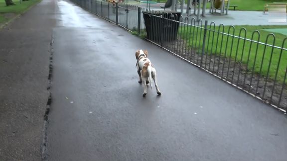 搞笑娱乐视频合辑,狗狗表演技能是一绝,都是大神操作。