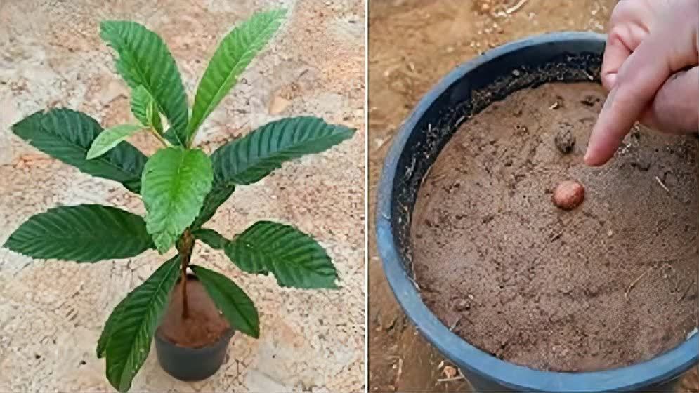 你见过如何种植枇杷吗?